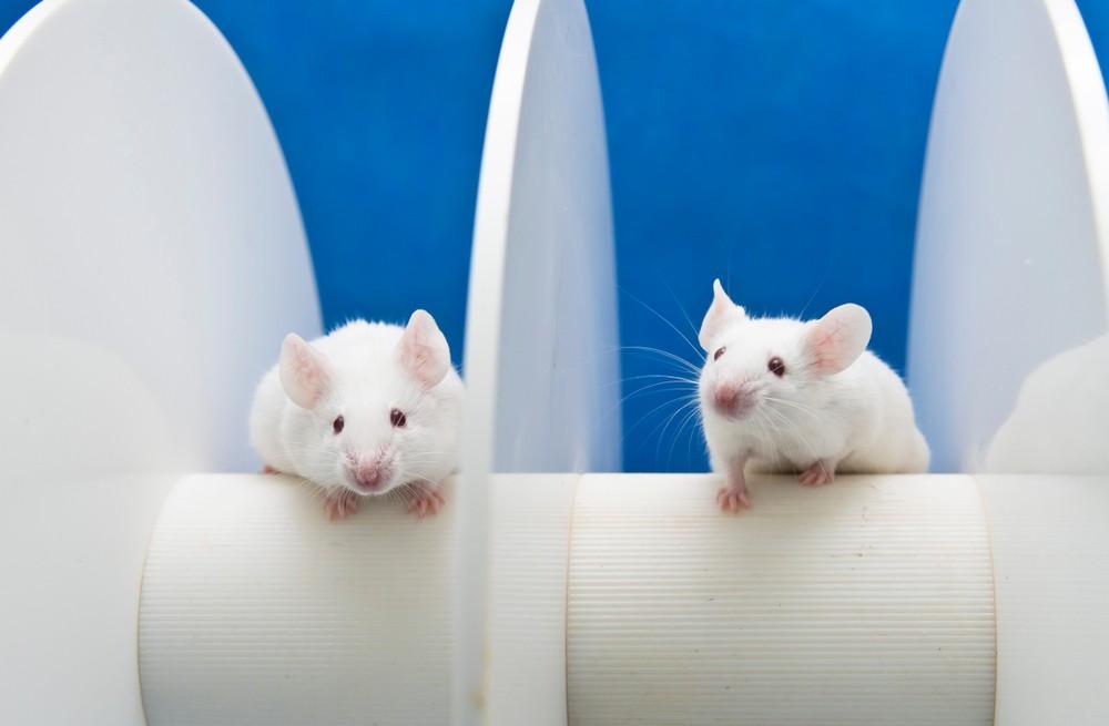 The Secrets of the Brain: How are Mice used in Neuroscience?