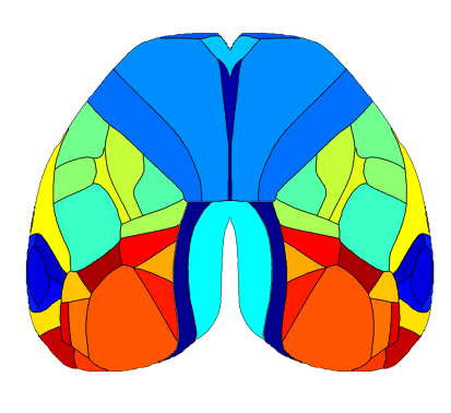Cortical Dynamics during behavior