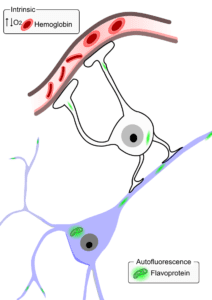 Exploring Endogenous Signals in Mouse Brain Imaging