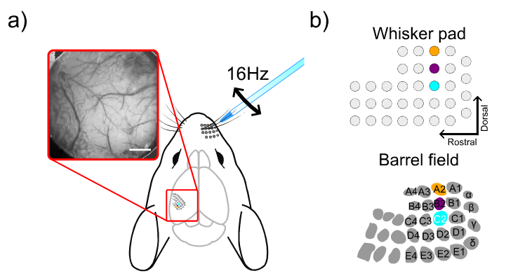 Exploring Endogenous Signals in Mouse Brain Imaging