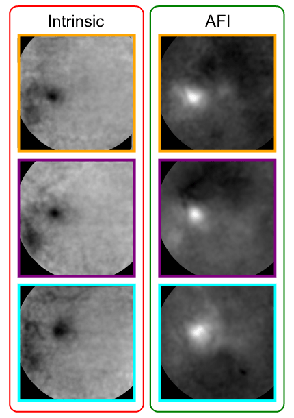 Exploring Endogenous Signals in Mouse Brain Imaging