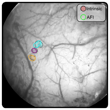 Exploring Endogenous Signals in Mouse Brain Imaging