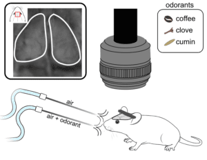 From Scents to Signals: exploring the mouse olfactory bulb