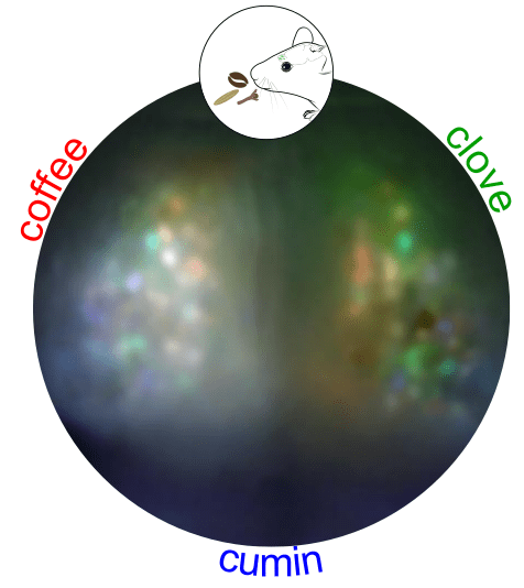 Exploring Endogenous Signals in Mouse Brain Imaging