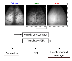 Optical imaging data analysis service - LabeoTech