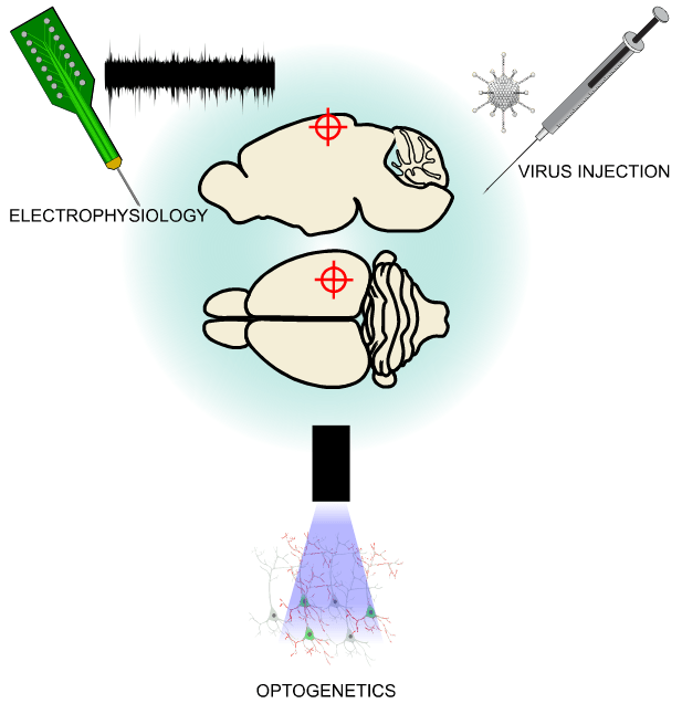 Optical Imaging for Accurate Probe Targeting in Mouse Cortex