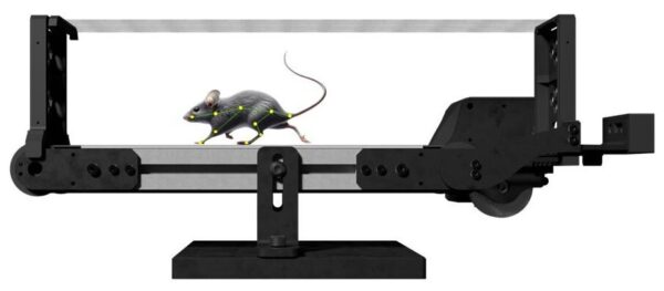 Treadmill for Rats or Mice - LabeoTech