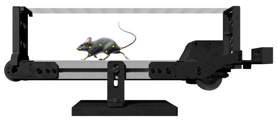 Treadmill for Rats or Mice - LabeoTech