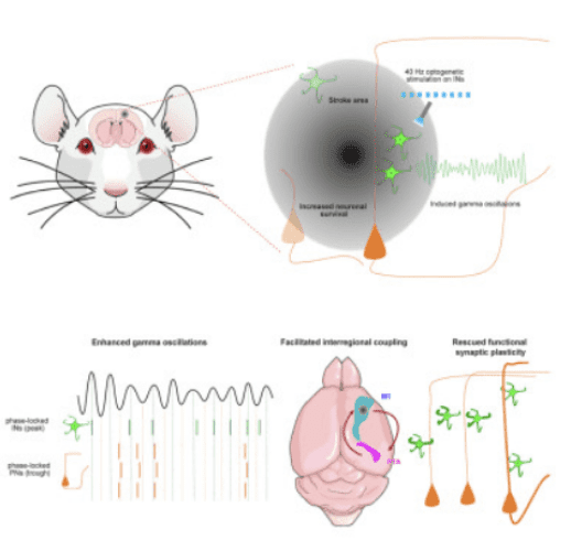 Publications - LabeoTech | Biomedical Research Instruments