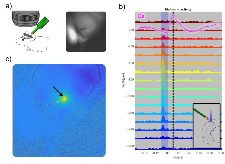 Optical Imaging for Accurate Probe Targeting in Mouse Cortex